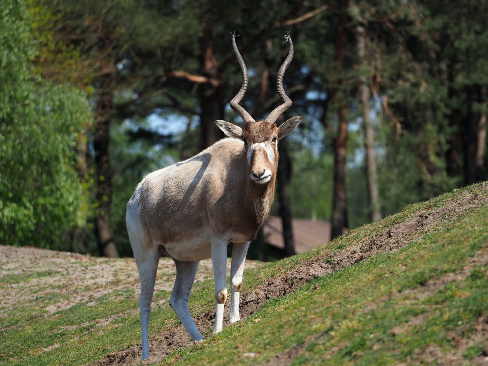 Addax | Alle informatie | Beekse Bergen