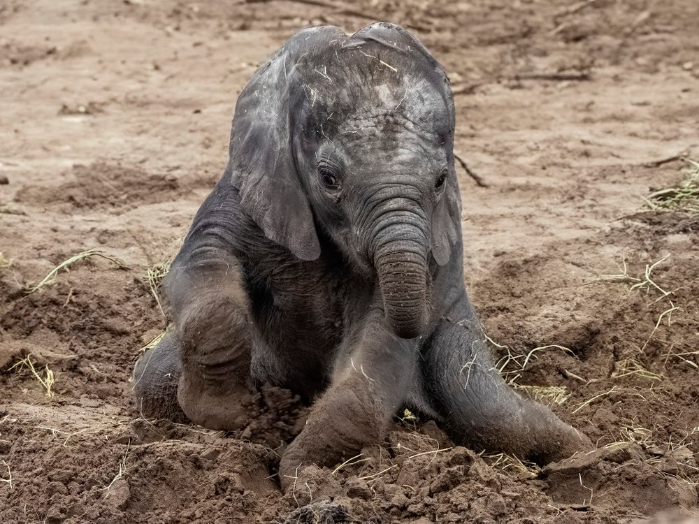 Olifanten I Northern Corridors Project | Beekse Bergen