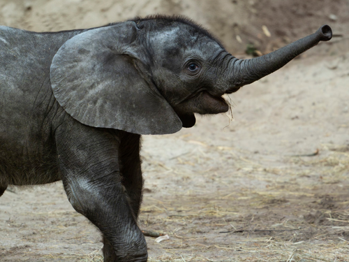 Olifanten I Northern Corridors Project | Beekse Bergen