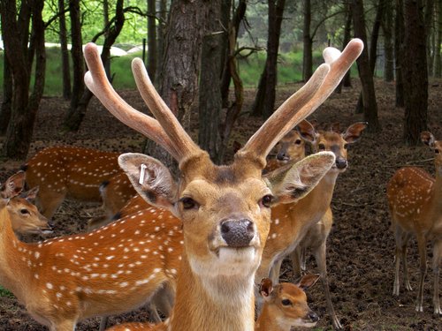 Vietnamees sikahert | Alle informatie | Beekse Bergen