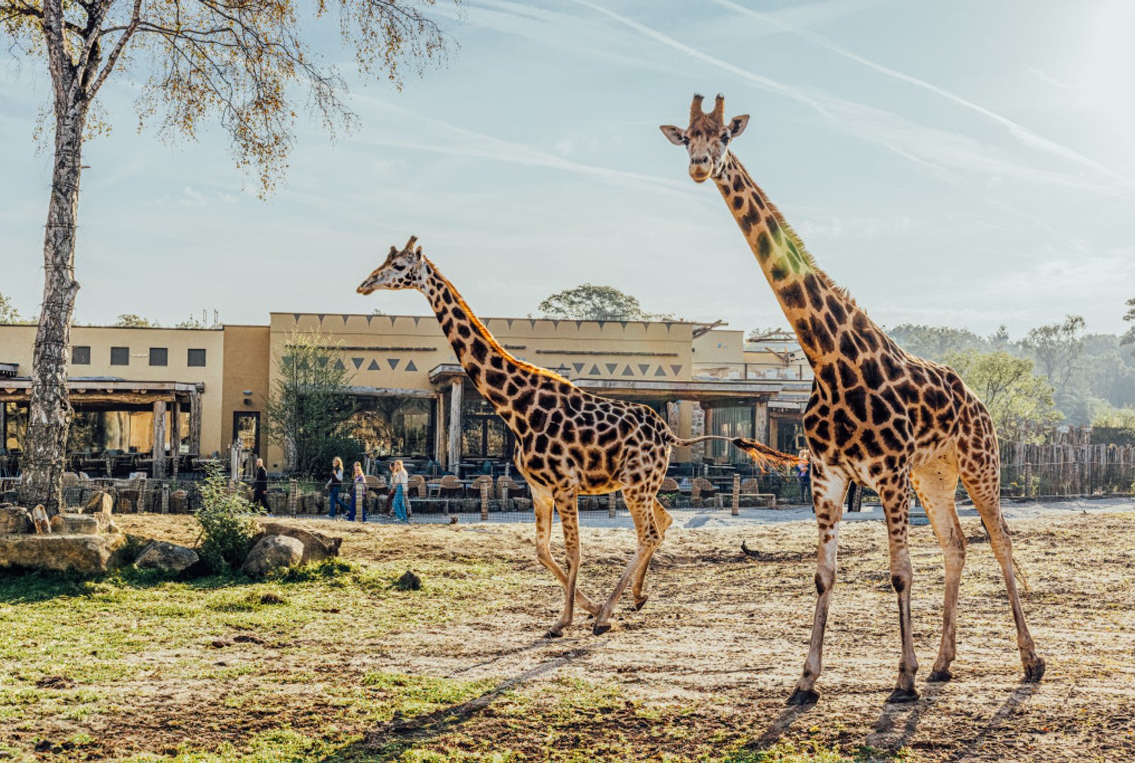 Ga met korting naar het Safaripark of Speelland | Beekse Bergen