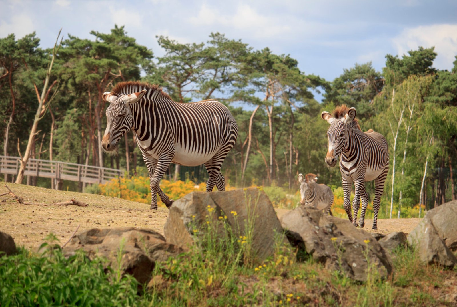 Ga met korting naar het Safaripark of Speelland | Beekse Bergen