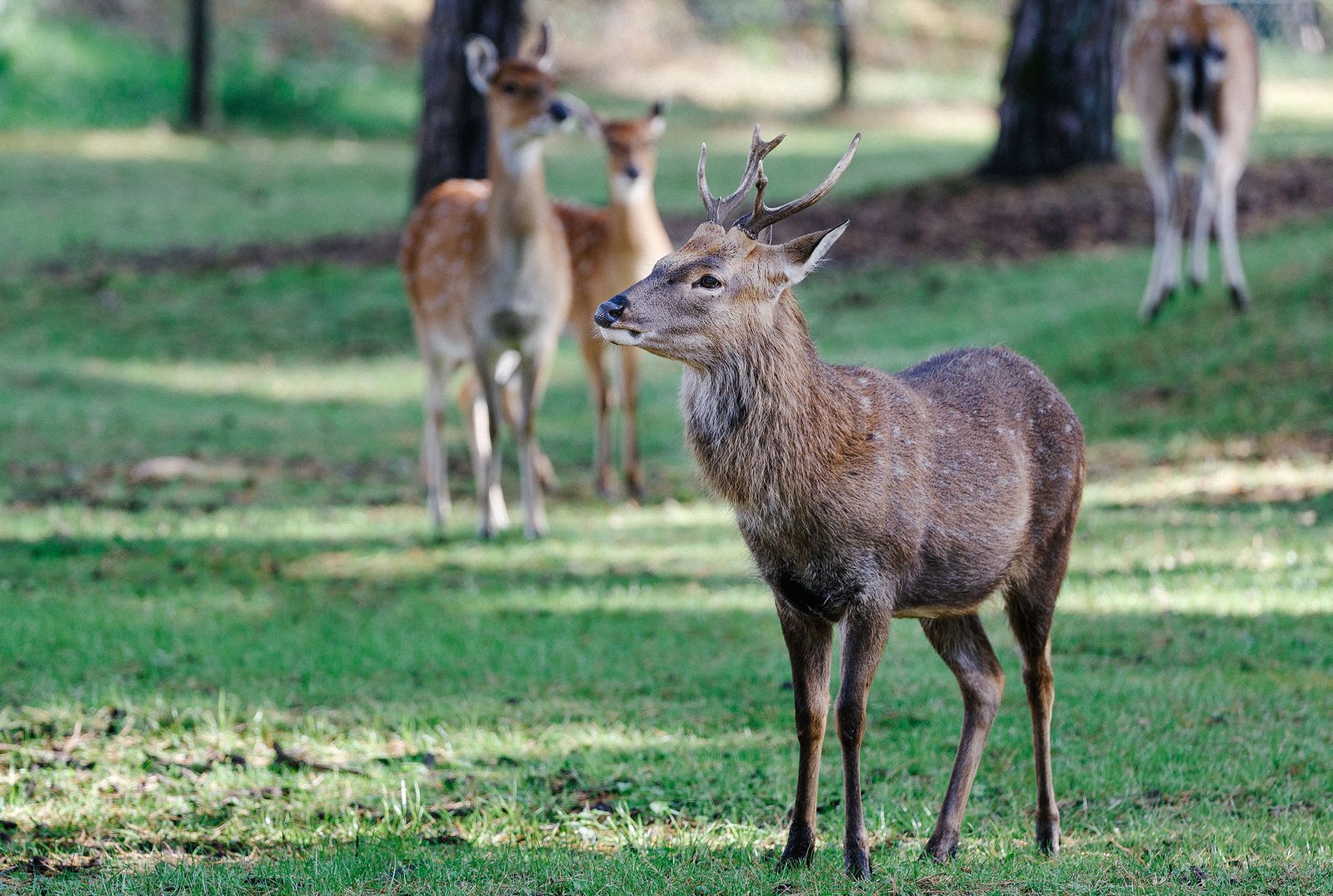 Vietnamees sikahert | Alle informatie | Beekse Bergen