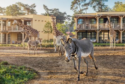 Ga met korting naar het Safaripark of Speelland | Beekse Bergen