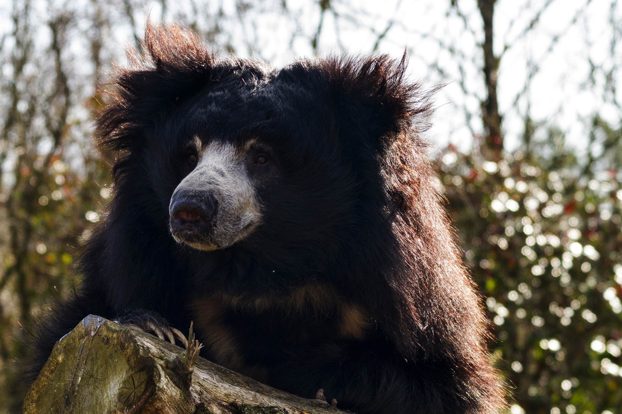 Zwarte Beren Oren Beren Wikiwand