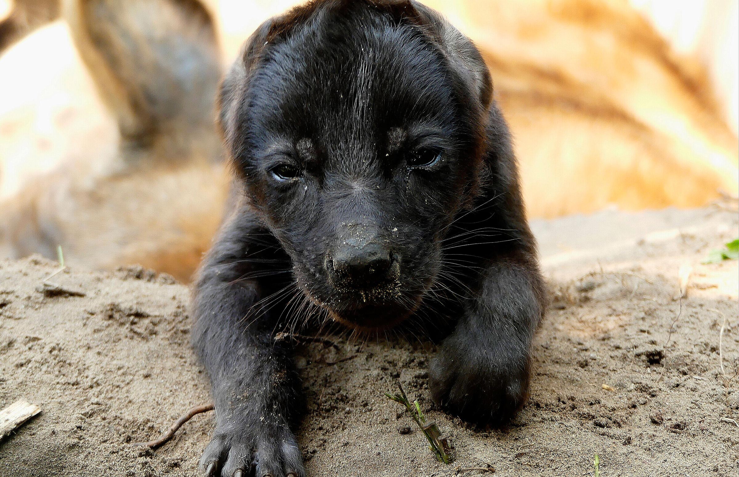 Bruine Hyena Pup Two Brown Hyena Cubs Trying To Work Out Which Way Is