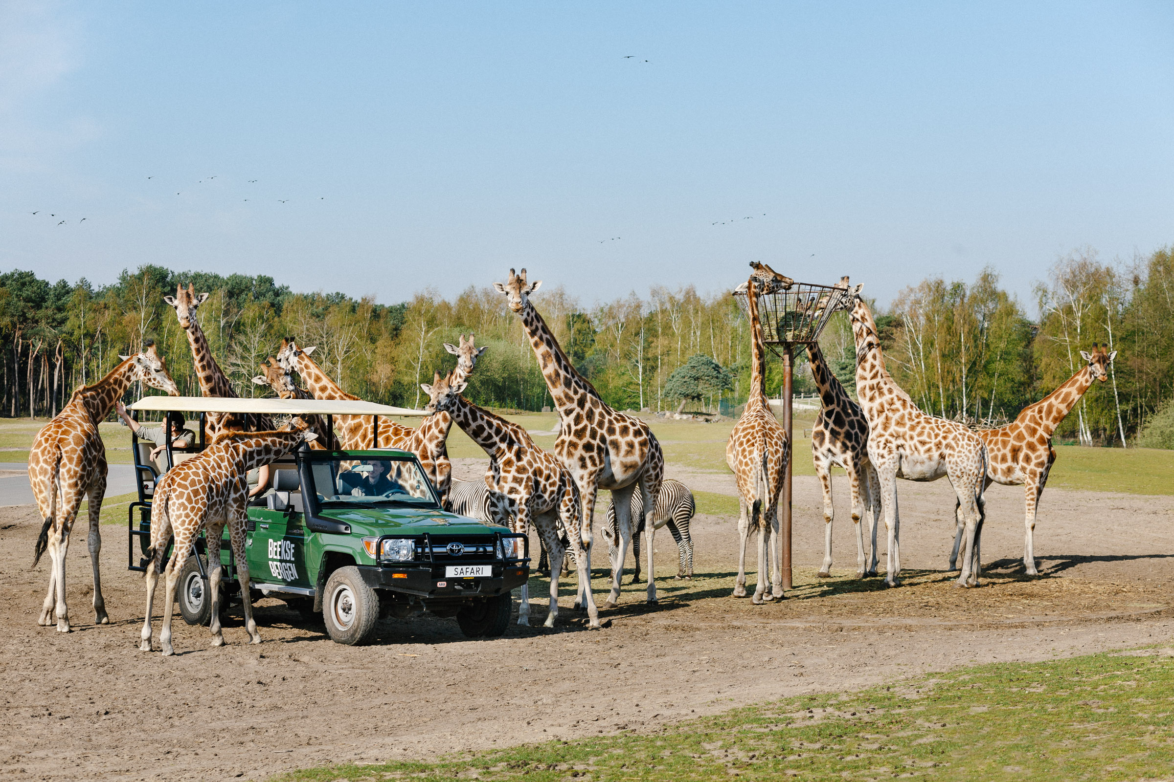 Safaripark Beekse Bergen Themeparkplanner Safaripark Beekse Bergen Themeparkplanner