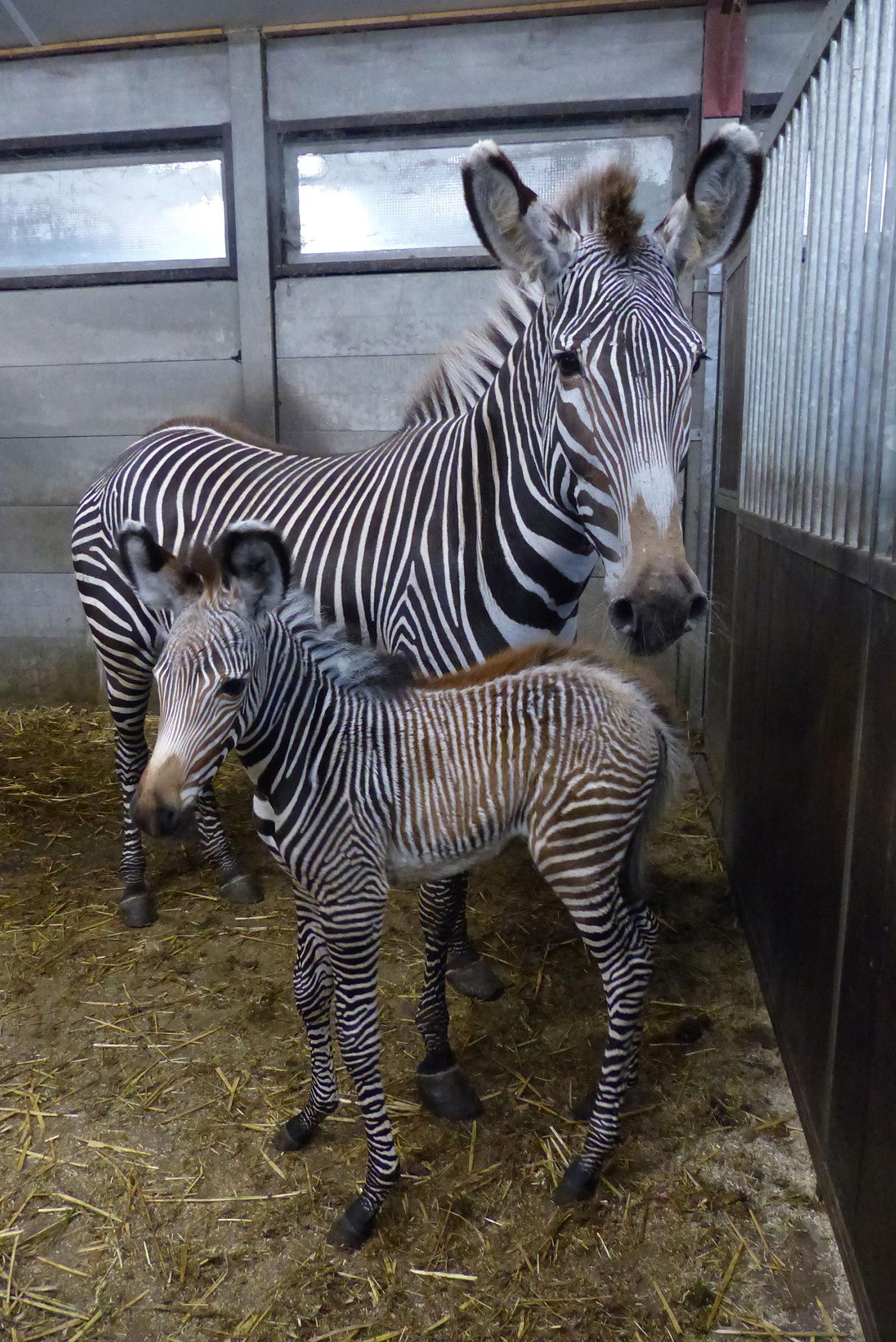 A Zebra Visit Hogle Zoo's New Baby Zebra This Labor Day Weekend